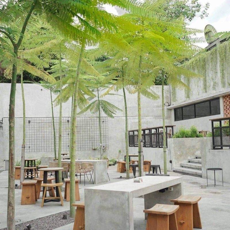 Jual pohon solobium/pakis brazil/pohon pelindung/pereduh/solodium 2-3 ...