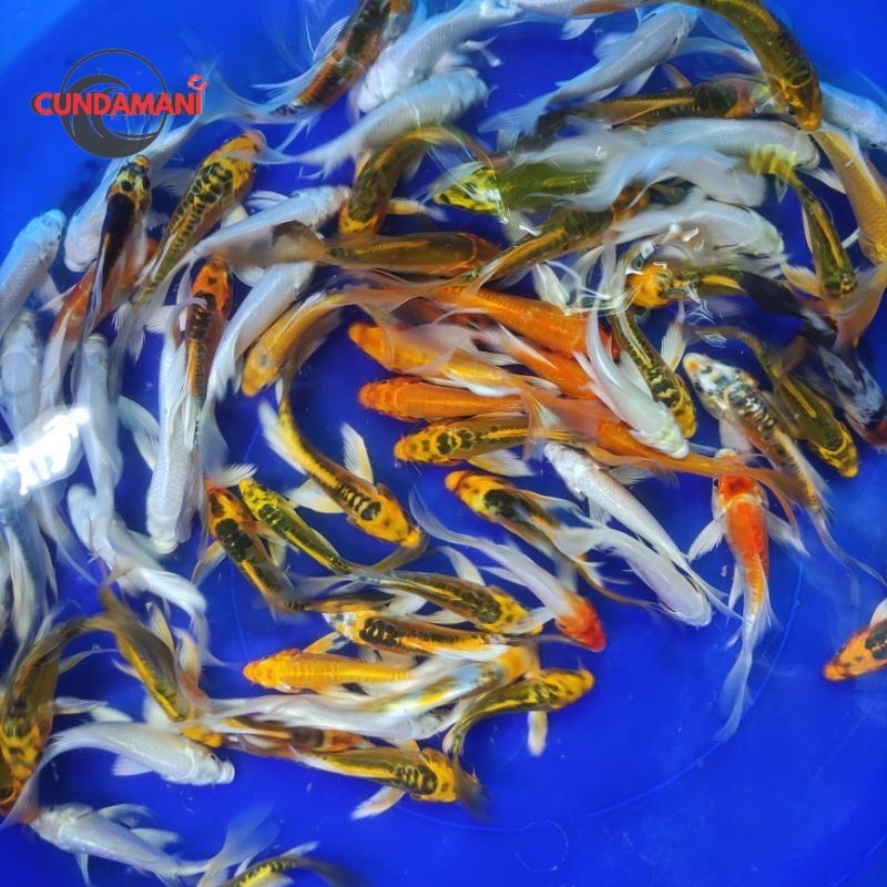 Jual Ikan koi slayer kumpay size 10-14cm all varian | Shopee Indonesia