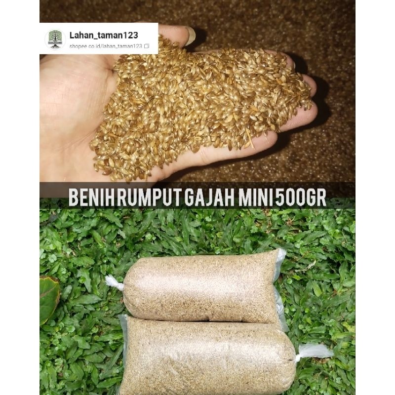 Jual Benih rumput gajah mini 500 gram | Shopee Indonesia