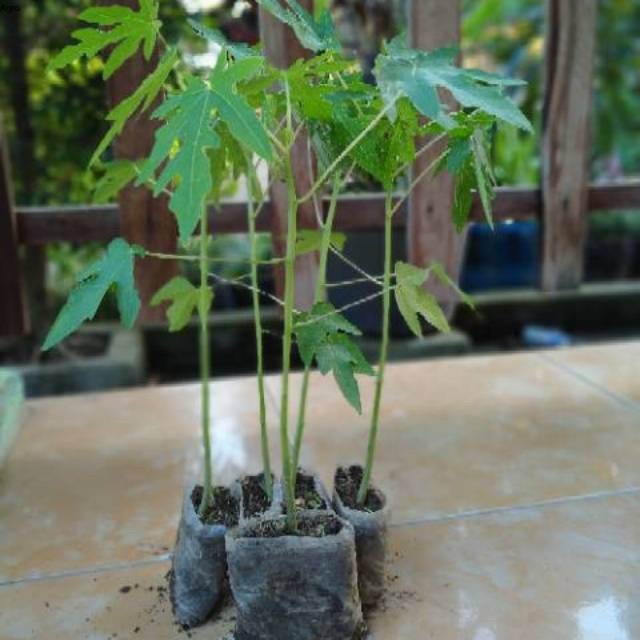 Jual Paket 5 Bibit Pohon Pepaya California 20-30 cm - Tanaman Buah ...