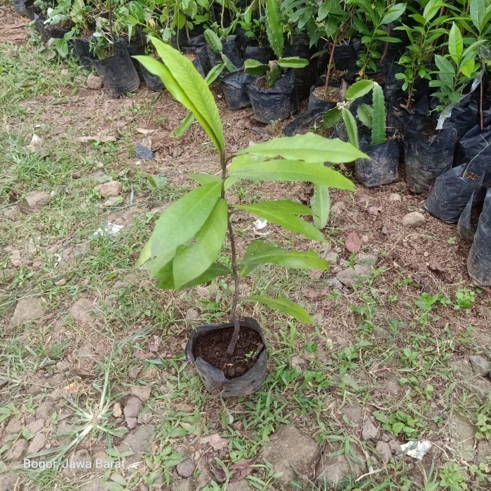 Jual bibit tanaman pohon kayu eboni | kayu hitam | Shopee Indonesia