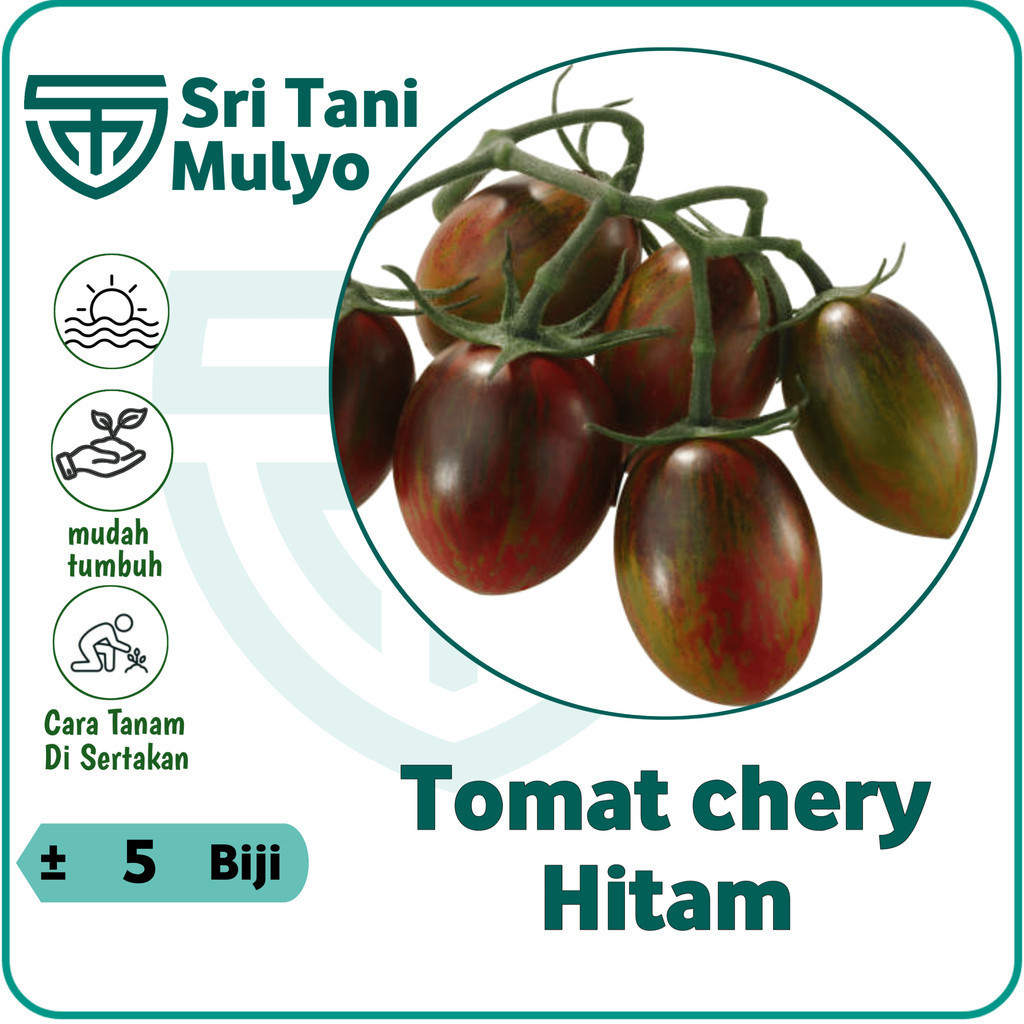 Jual 5 Biji - Benih Black Cherry Tomato Tomat Ceri Hitam Import ...