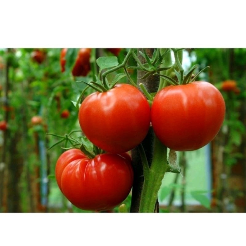 Jual READY COD !!! 100 BENIH TOMAT BESAR UNGGUL | Shopee Indonesia