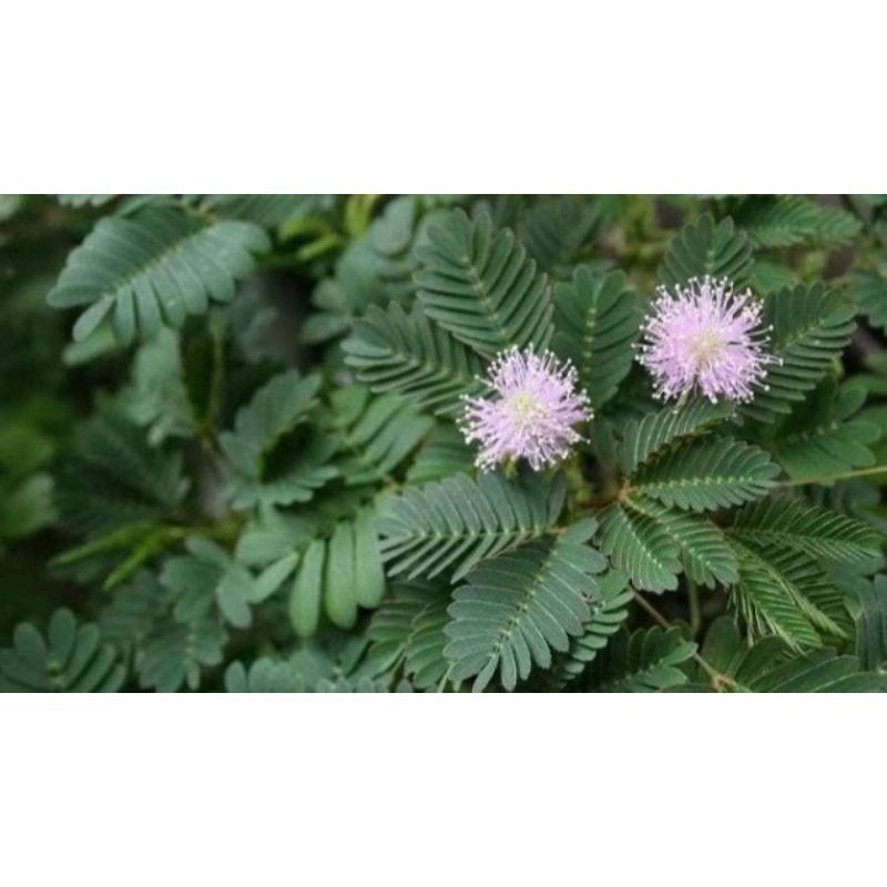 Jual DAUN PUTRI MALU SEGAR DAN KERING | Shopee Indonesia