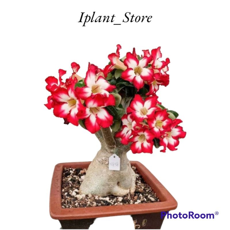 Jual Adenium bunga tumpuk red white pro/adenium bahan bonsay/kamboja ...