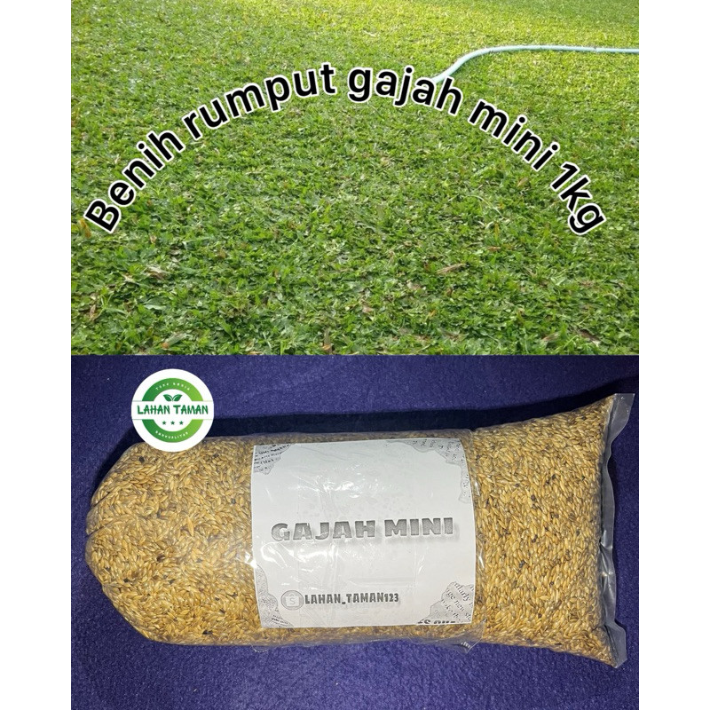 Jual Terbaru!! benih rumput gajah mini 1kg | Shopee Indonesia