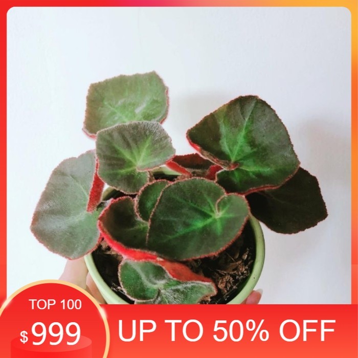 Jual Begonia Acetosa / begonia red carpet karpet | Shopee Indonesia