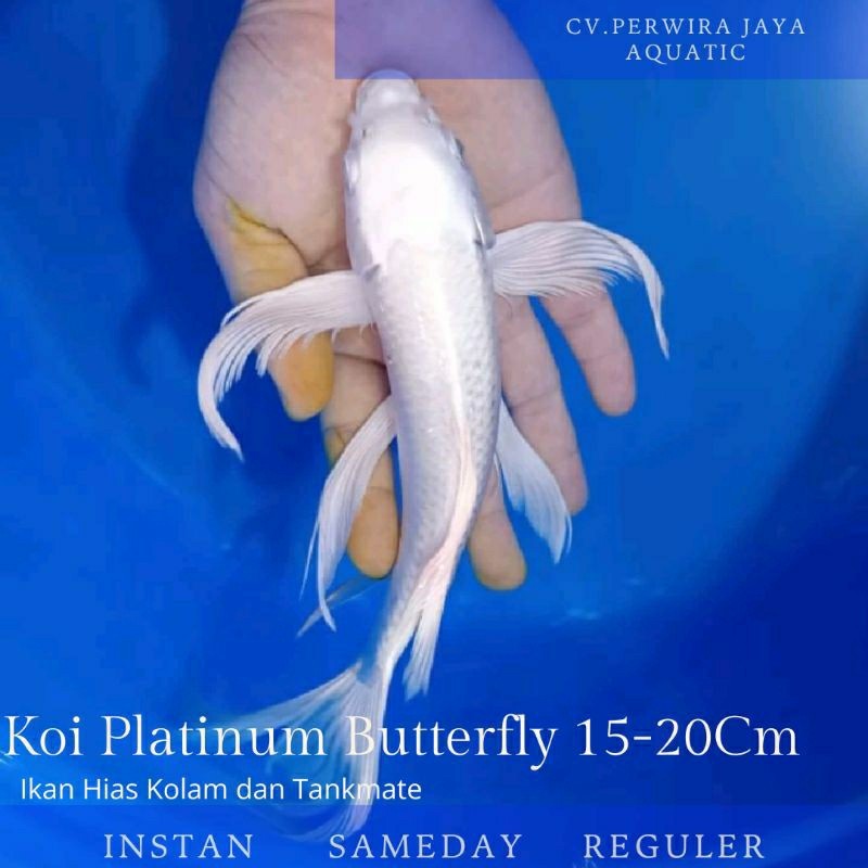Jual PROMO BESAR Koi Platinum Slayer Butterfly 15-20Cm Tankmate Hiasan Kolam Dan Aquarium ...