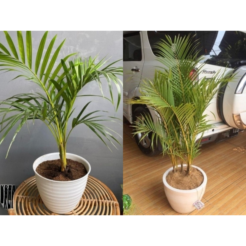 Jual Tanaman Pohon Palm Kuning - Tanaman Hias Palem - Tanaman Pinang ...