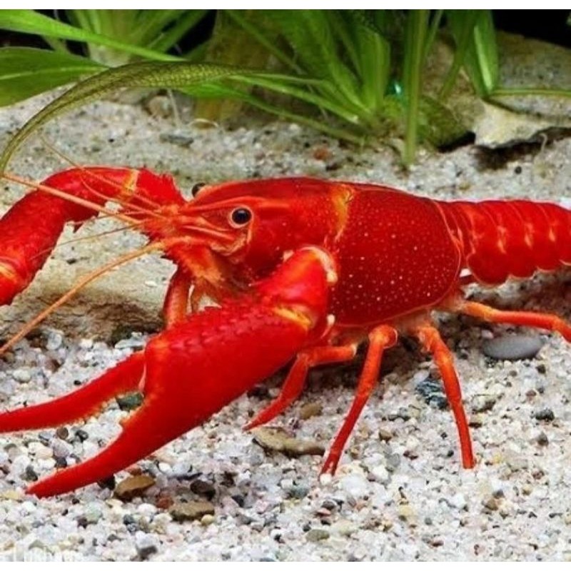 Jual Lobster merah menyala aquascape hias aquarium tankmate hiasan air ...