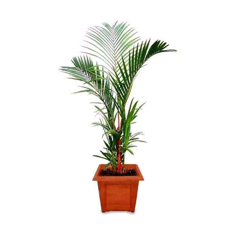 Jual Tanaman Hidup Indoor Palem Pinang Merah 1 Meter - Tanaman Hias ...