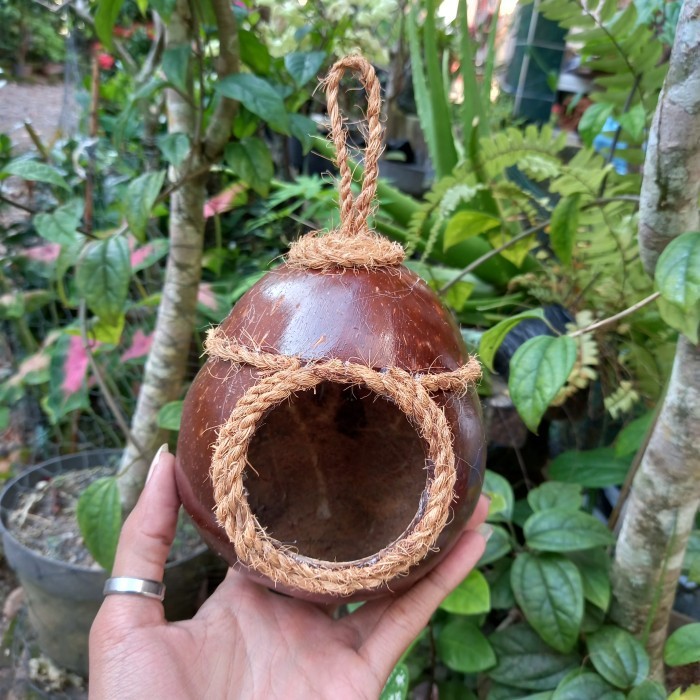 Jual GLODOK LUCU BATOK KELAPA SARANG BURUNG LOVEBIRD KENARI ...