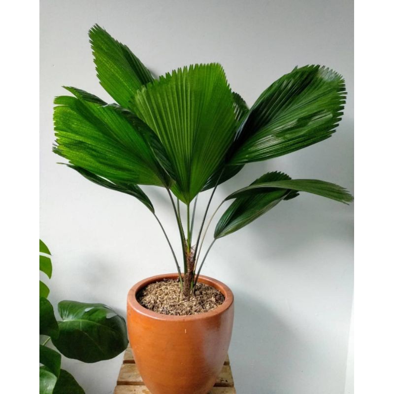 Jual Tanaman Hidup Indoor Palem Kipas - Tanaman Hias Pohon Palem Kol ...