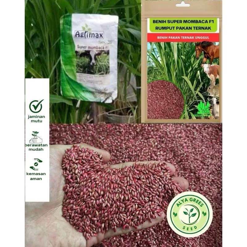 Jual Benih Super Mombaca F1 1kg Biji Urban Farming Mombasa original | Shopee Indonesia