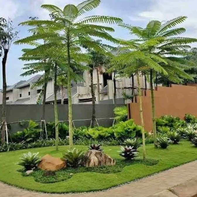 Jual pohon solobium pakis brazil 2 meter | Shopee Indonesia