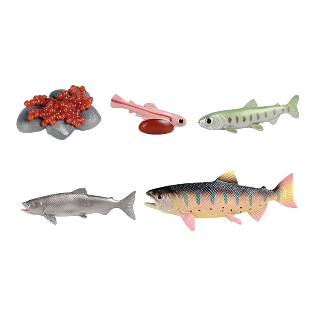 Jual Life Cycle of Salmon Toys Fish Life Growth Cycle Figure Birthday ...