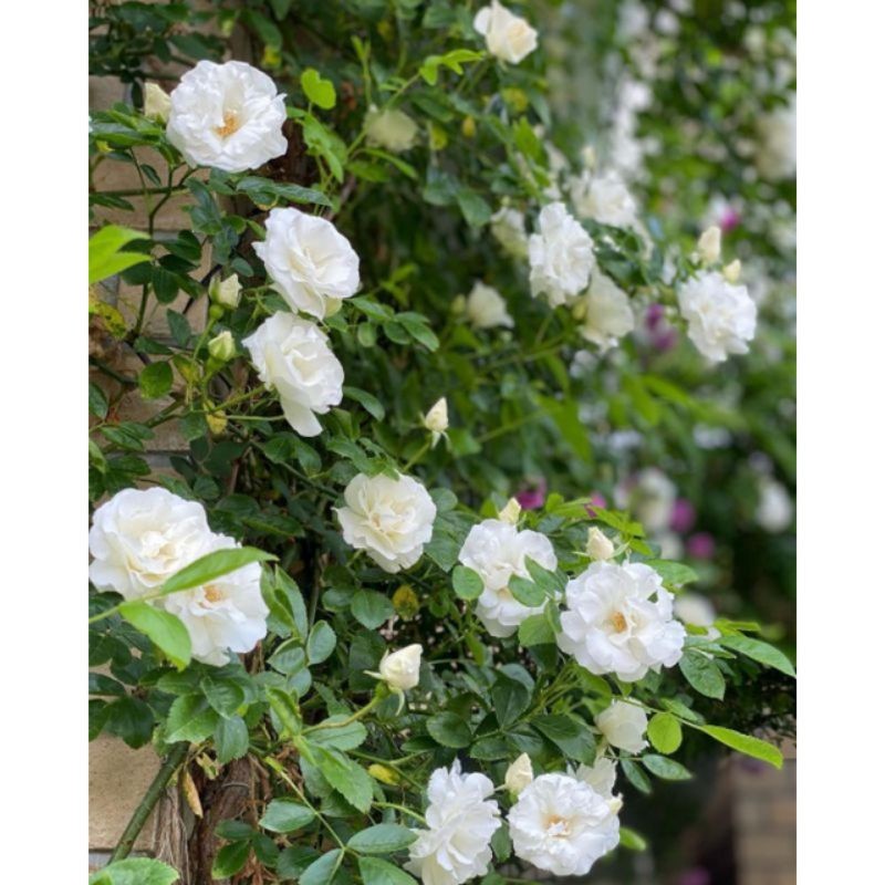 Jual pohon mawar merambat bunga putih | Shopee Indonesia