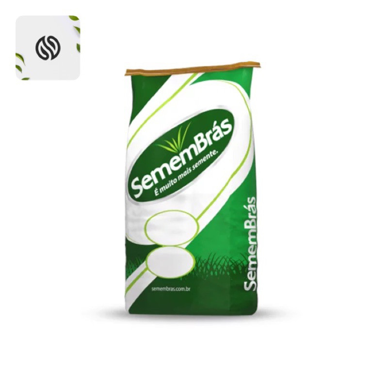 Jual Benih Rumput Pakan Ternak 1000gram Grass Seeds SememBras Signal ...