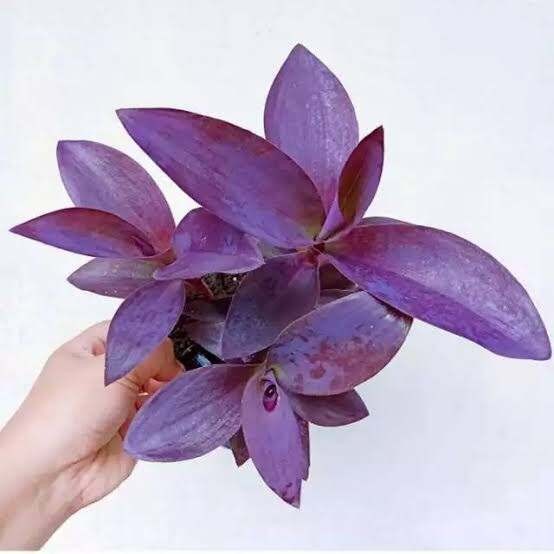 Jual Tanaman pacok gaok | tanaman hias adam hawa | Shopee Indonesia