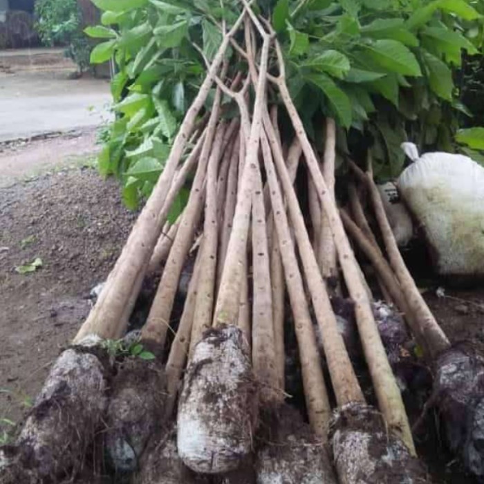 Jual pohon tabebuya rosea bunga pink 2.5 meter pohon pelindung peneduh ...