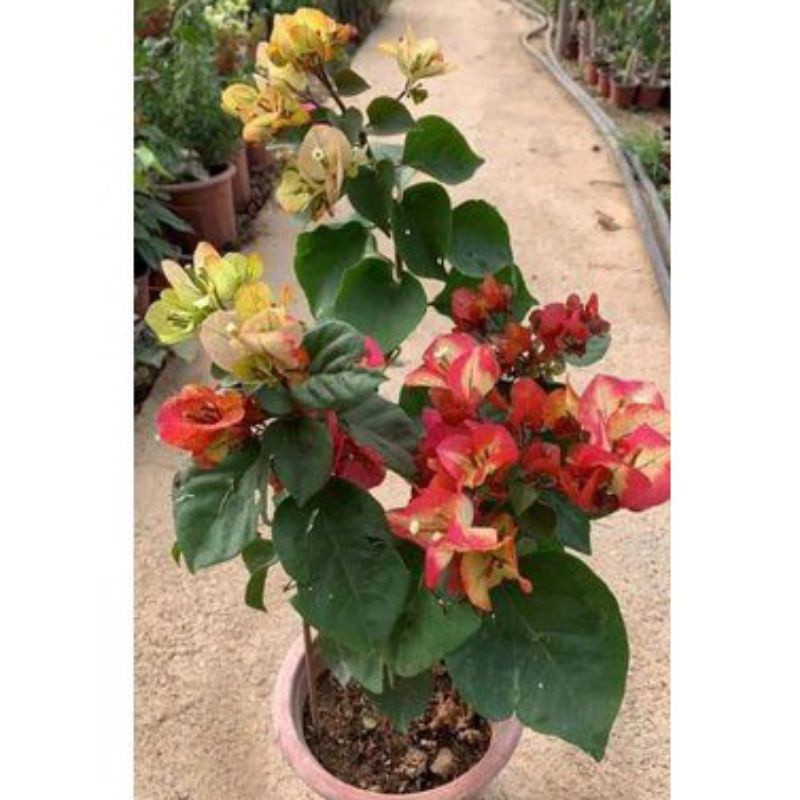 Jual NEW!!TANAMAN HIAS BUGENVIL BUNGA KERTAS//CITRA SUFAI | Shopee ...