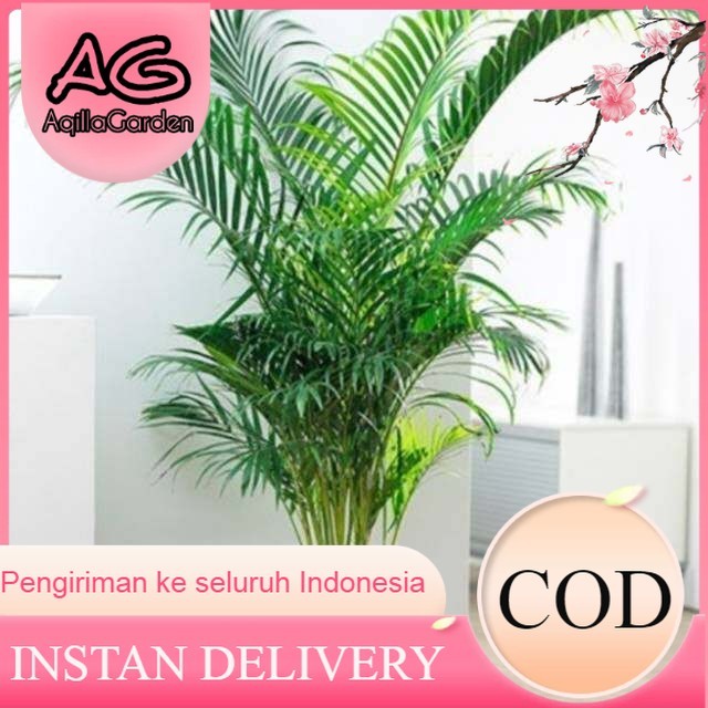 Jual TANAMAN HIAS PALEM KUNING / POHON PALM KUNING | Shopee Indonesia