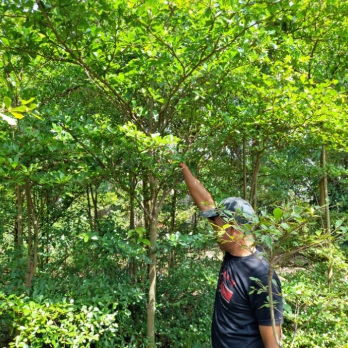 Jual pohon Ketapang kencana tinggi 2 meter / tanaman ketapang kencana ...