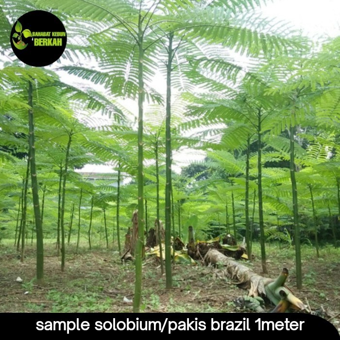 Jual pohon pakis brazil solobium tinggi 1meter | Shopee Indonesia