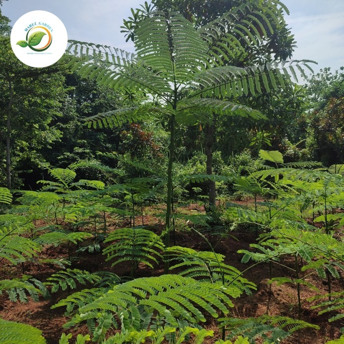 Jual Pohon solobium pakis brazil tinggi pohon 2 meter | Shopee Indonesia