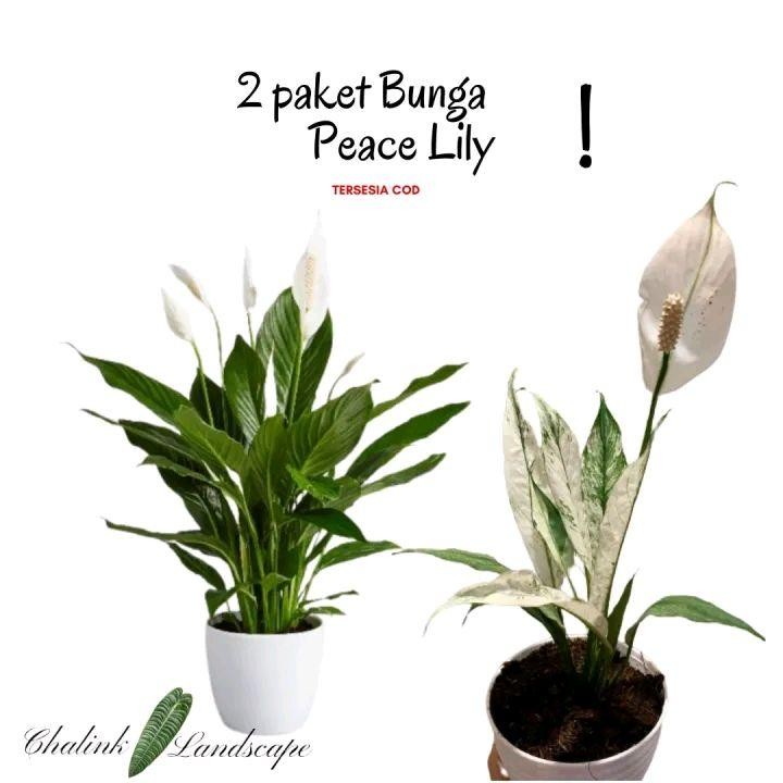 Jual Paket 2 Bunga peace lily variegata dan peace lily hijau bunga ...