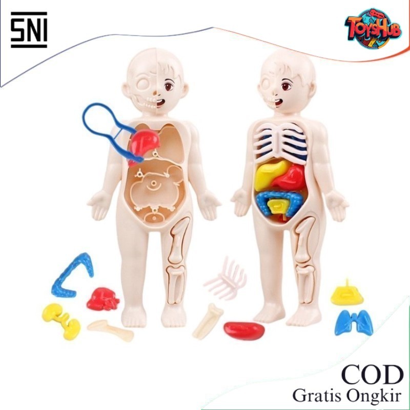 Jual ToysHub Mainan Anak HUMAN ORGAN MODEL 349AB Edukasi Anak Mengenal ...