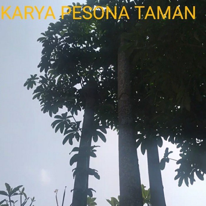 Jual pohon pule batang tunggal diameter 20cm tinggi pohon 5 meter ...