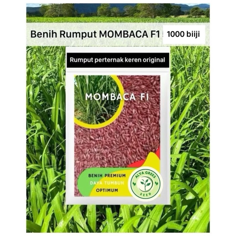 Jual Benih Rumput MOMBACA F1 1000butir Premium TANAM SEED Panicum ...