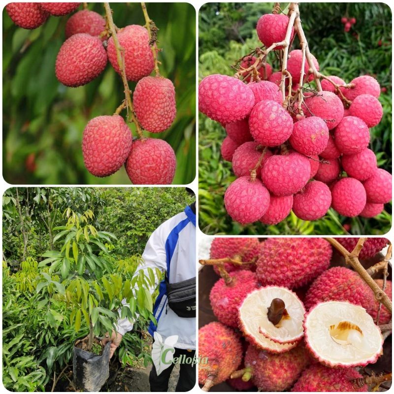 Jual Bibit Tanaman Buah Leci Kom Dwarf / Leci Merah Dewasa Siap Berbuah ...