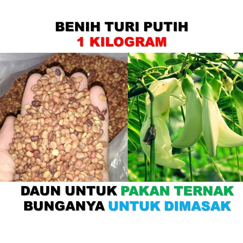 Jual Benih Turi Putih 1 Kilogram #Shopee KTL | Shopee Indonesia