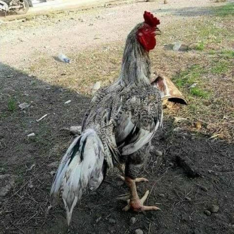 Jual Fertil TELUR FERTIL AYAM GORILA F1 UNTUK DITETASKAN | Shopee Indonesia