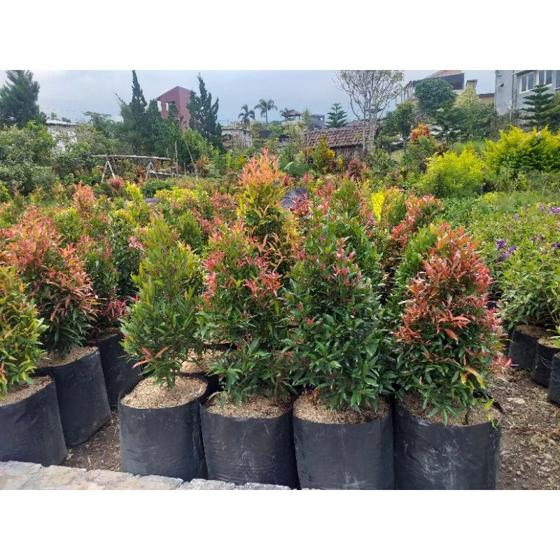 Jual Tanaman Pucuk Merah 65 -75Cm - Tanaman Pohon Pucuk Merah 60cm ...