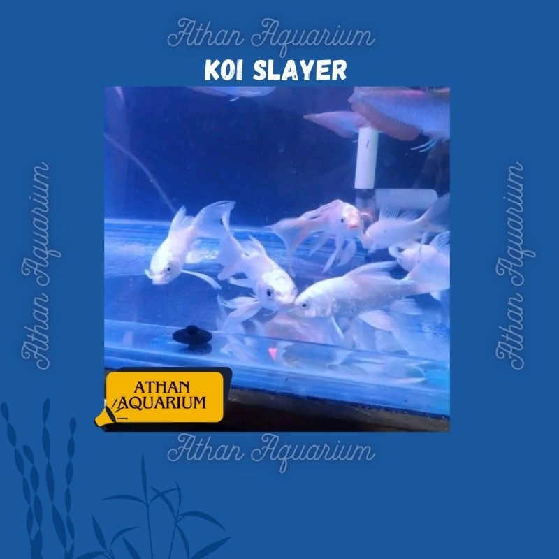 Jual Koi Kumpay platinum slayer uk 8-9cm | Shopee Indonesia
