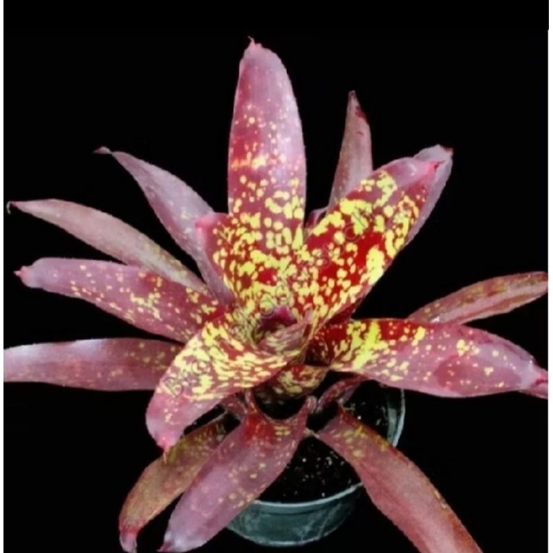 Jual Bunga Tanaman Hias Bromelia Marmorata Besar / bromelia tokek ...