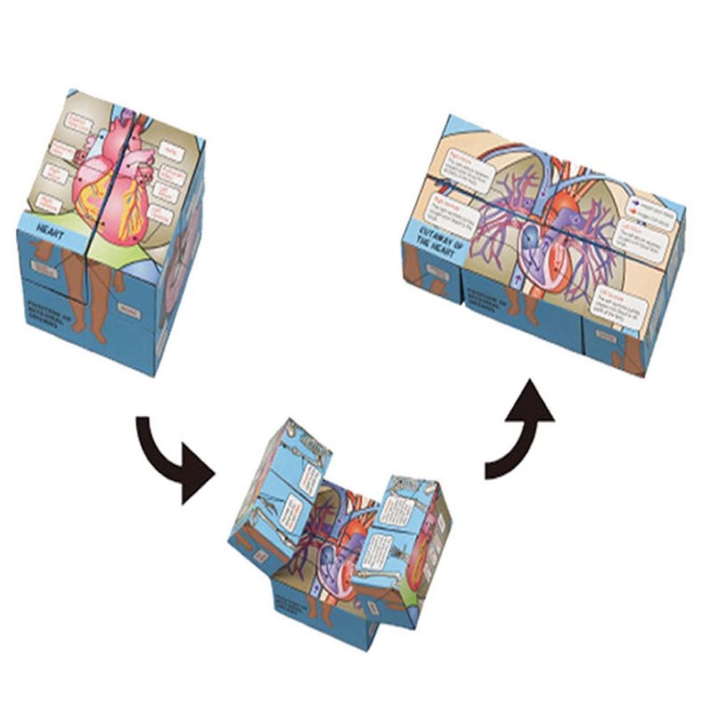 Jual Human Body Organs Cube Book Science Classroom Demonstration Tools ...