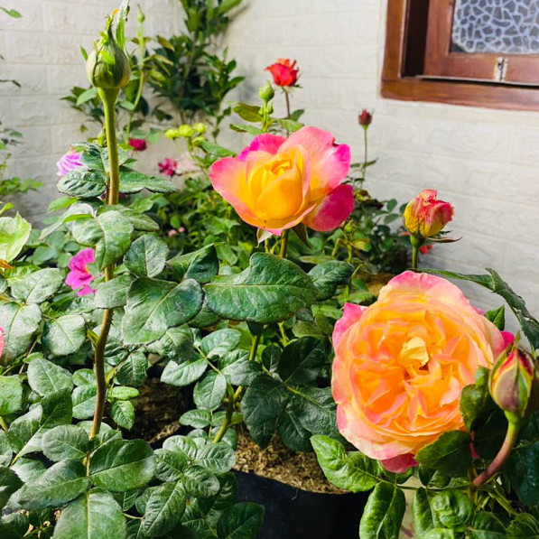 Jual Bunga Mawar Impor Summer Of Love - Tanaman Bunga Mawar Import ...