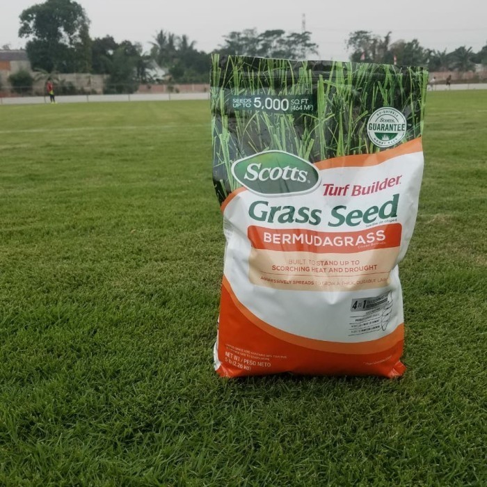 Jual biji rumput Bermuda grass seed Scott builder pusat benih rumput ...