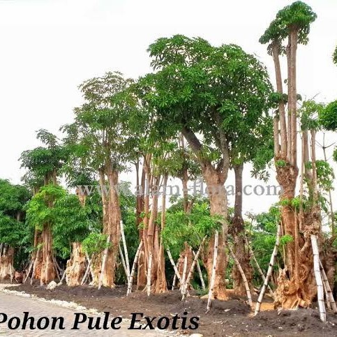 Jual Tanaman Pohon Pule unggul | Shopee Indonesia