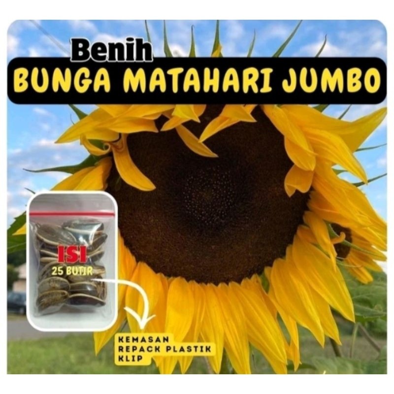 Jual 25+ Benih Bunga Matahari Jumbo Super | Shopee Indonesia