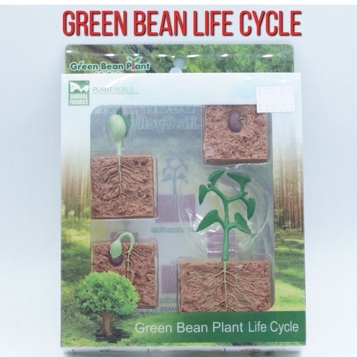 Jual KORI Green Bean Plant Life Growth Cycle Siklus Hidup Kacang Hijau ...