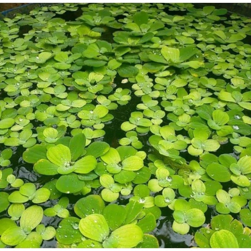 Jual 10 pcs Tanaman apu apu aquascape / apu apu mini penyerap amoniak ...