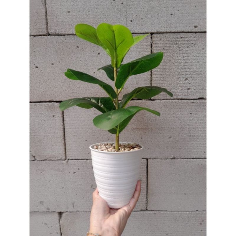 Jual tanaman hias ketapang mini artificial pot tawon | Shopee Indonesia