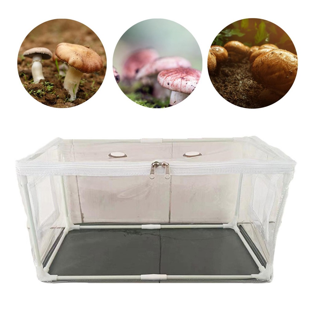 Jual Mushroom Growing Tent Bag Box Indoor 80cmx50cmx50cm for Mushroom ...