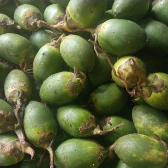 Jual Buah Pinang Muda segar 1kg | Shopee Indonesia