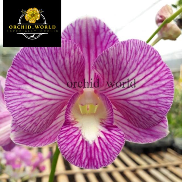 Jual Anggrek Dendrobium Pink Strip-Sudah Knop/Spike-Sudah Kuncup-Siap ...